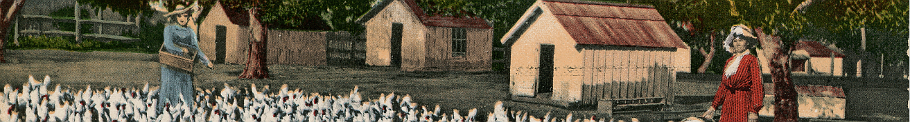 Not Just Chickens! - Sonoma County Library Digital Collections -- Colecciones Digitales de la ...
