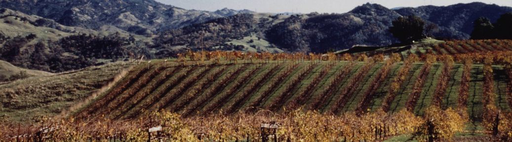 Topical Group -- Wine - Sonoma County Library Digital Collections ...